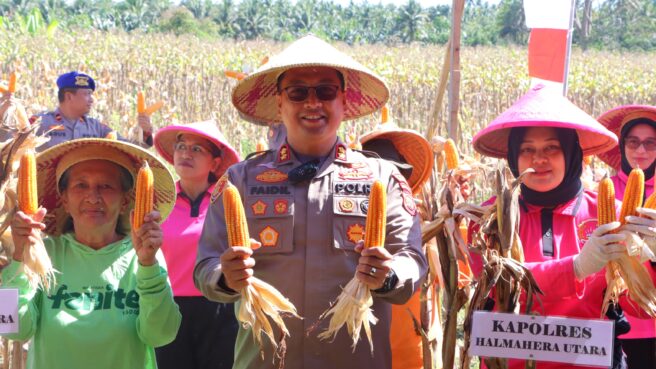 Panen Raya Jagung Polda Maluku Utara: Sinergi Polri dan Petani dalam Mewujudkan Ketahanan Pangan ...